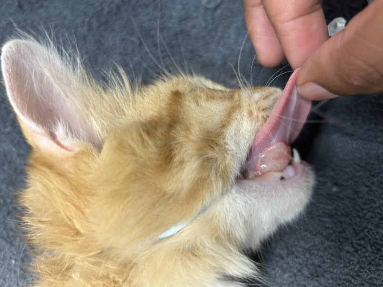 Cat got your tongue? Oral Masses in Cats - Symphony Mobile Vet Clinic